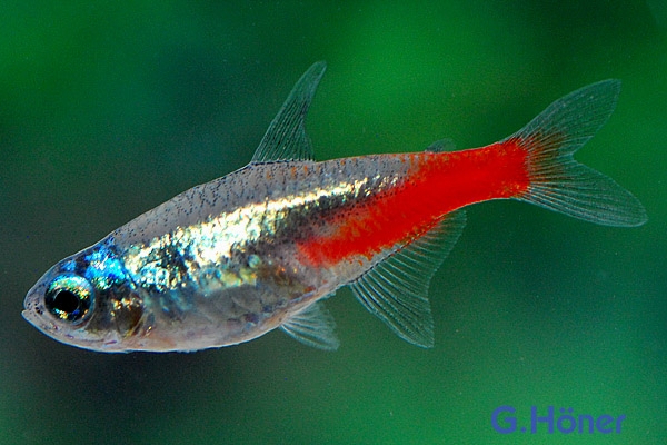 Diskusfische - 50 Tiere Neonsalmler "Diamant" - Paracheirodon innesi